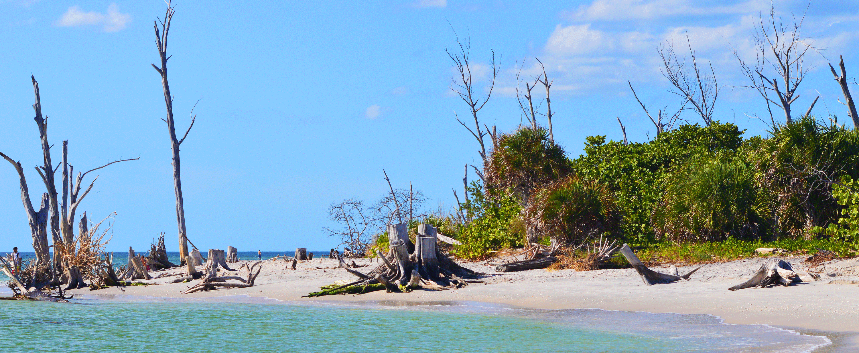 Stump Pass – like a Painting by Salvador Dali – Discover Venice and ...